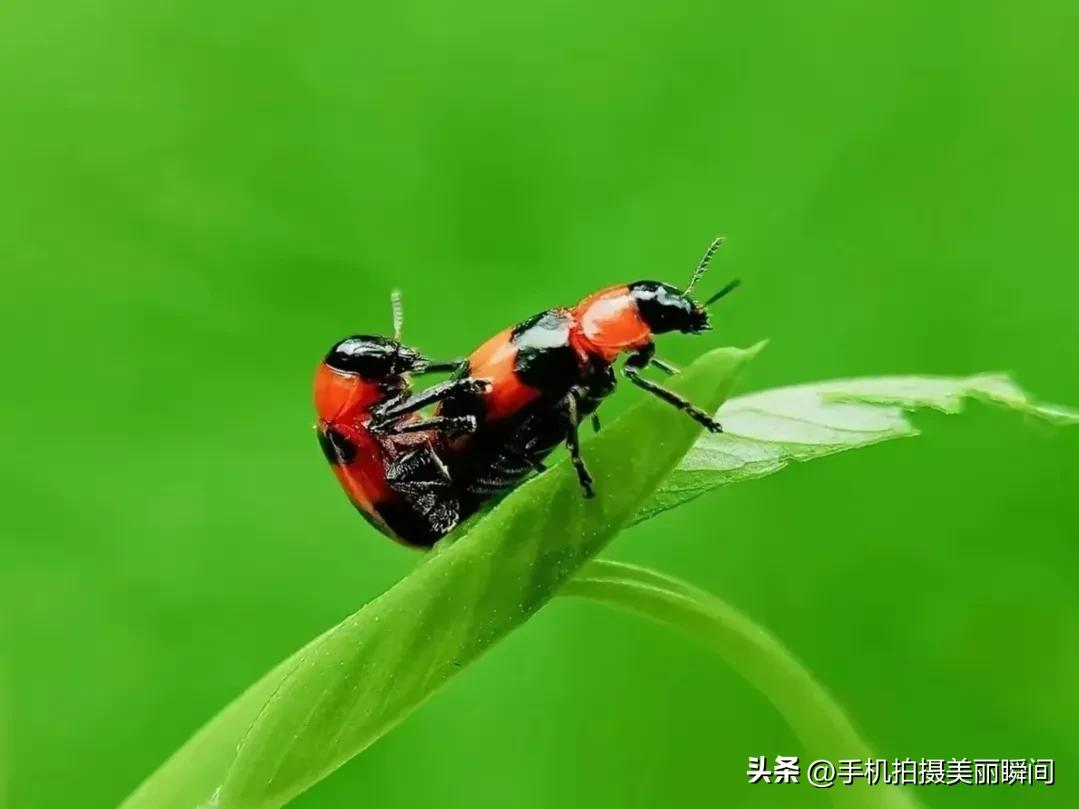 Mobile Photography: Macro Shooting Insects - iNEWS