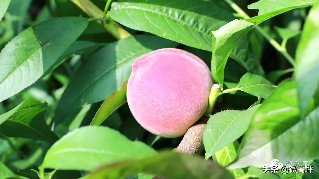 Summer is infinitely good, so pick peaches as early as possible! The ...