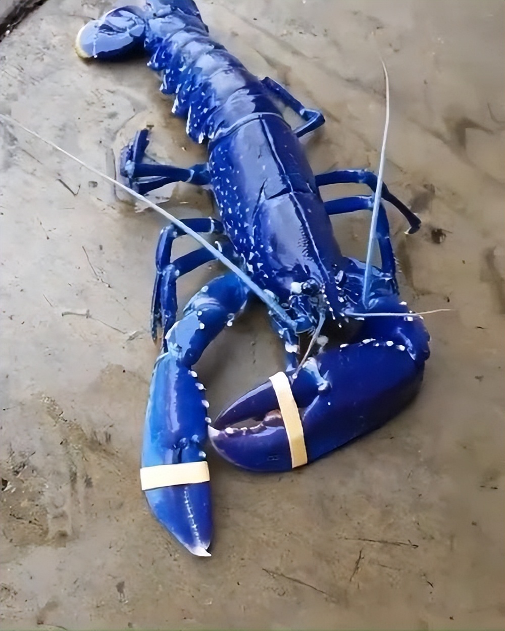 Why did the French catch blue lobsters and mark their tails and put ...