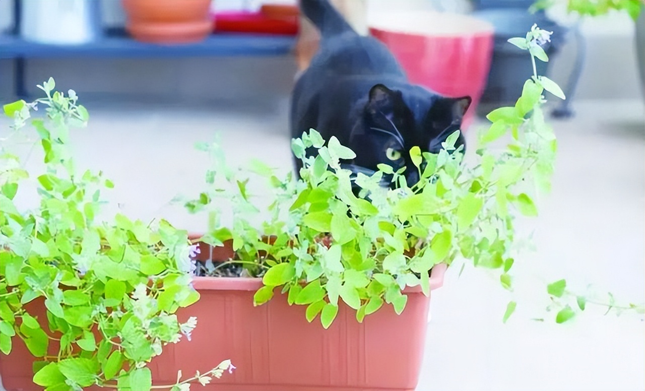 Why do cats become "confused" after smoking catnip? - iNEWS