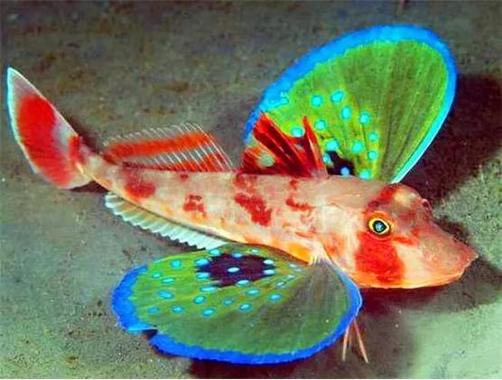 With "colored wings", it is actually a fish - iNEWS