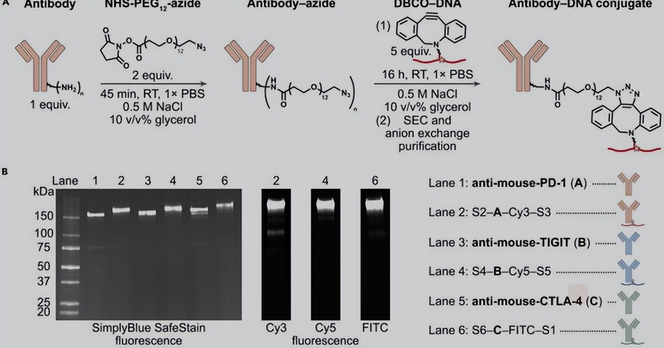Rapid biosensor development using plant hormone receptors as ...