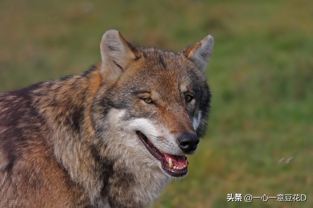 Seven-character poem about the wolf - iNEWS