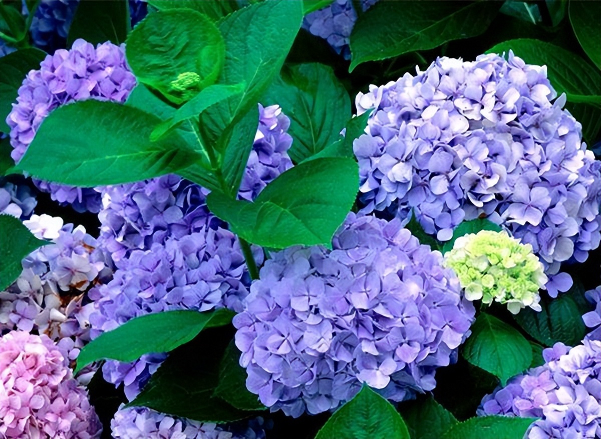 Raising hydrangea in dog days - iNEWS