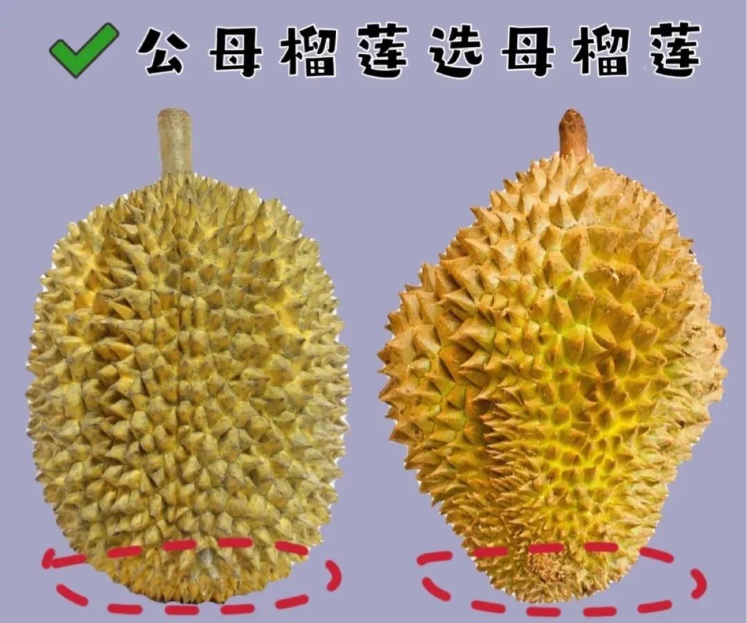 Do you really know how to pick durian? - iNEWS