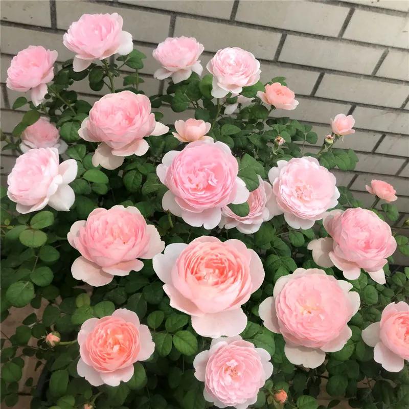 Share a picture, Queen of Sweden roses - iNEWS