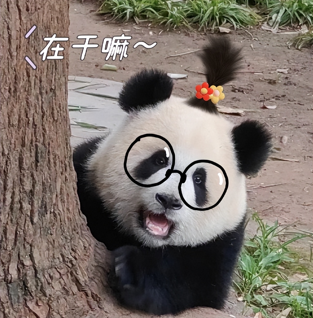 Midea officially announced the adoption of the giant panda Yu Ke Yu Ai ...