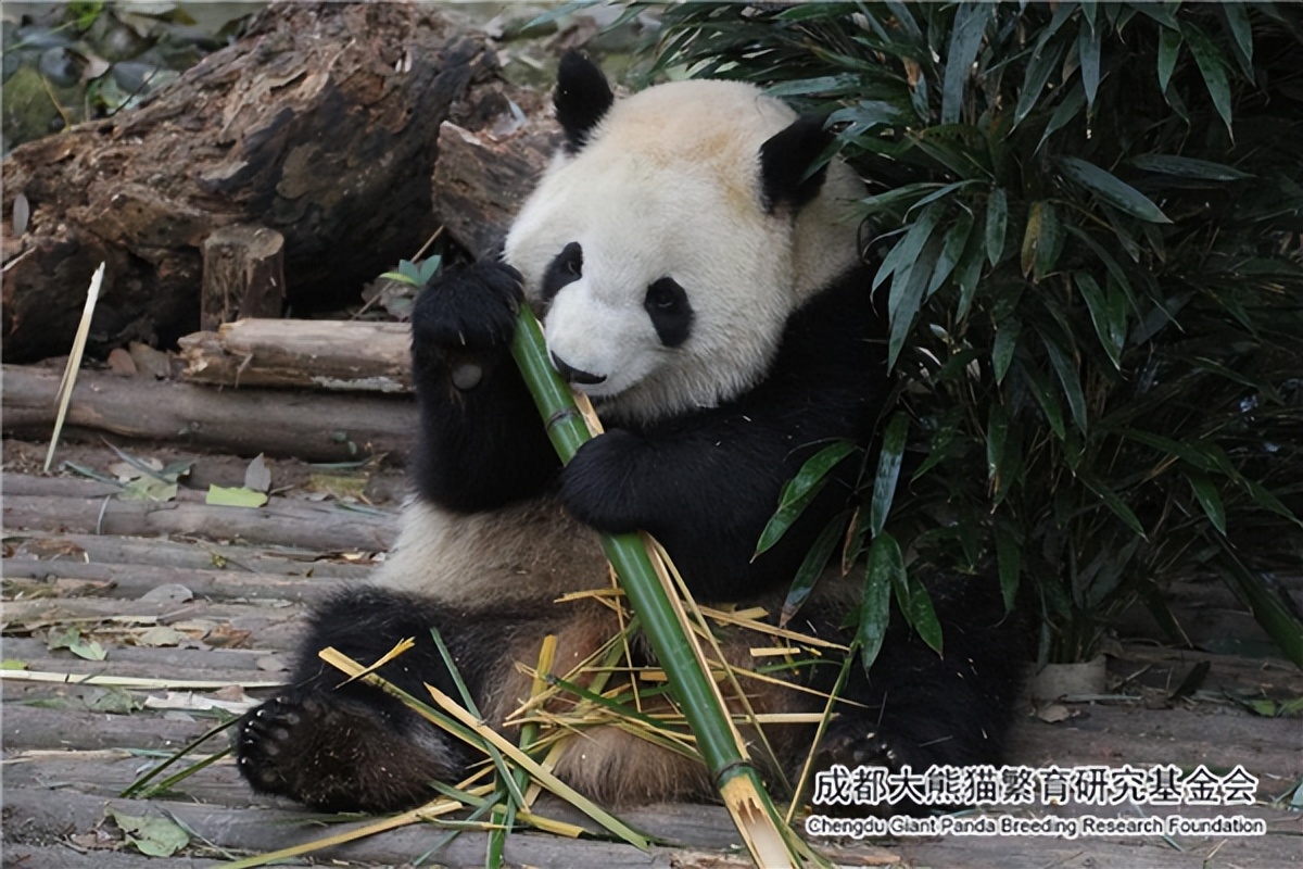 Chengdu - the hometown of pandas - iNEWS