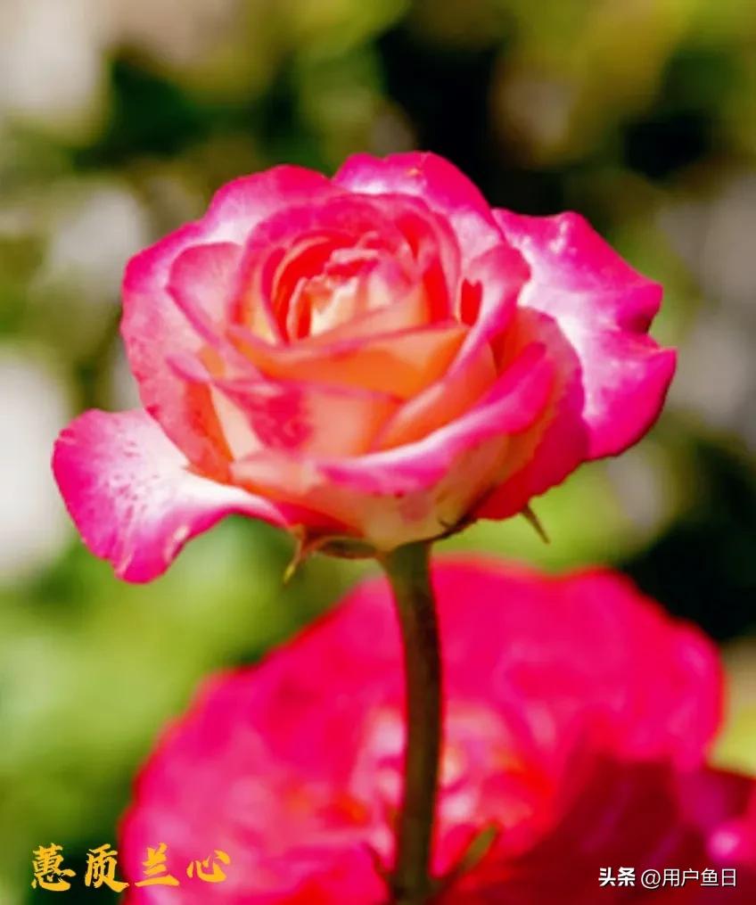 Wukong's Heart Jue · Reasonableness is the key - iMedia