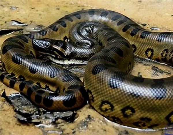 Inventory of the 6 largest reptiles in the world - iMedia