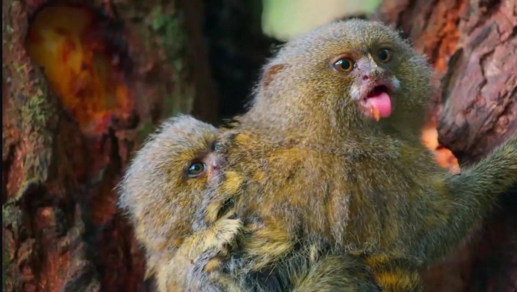 Thumb monkey: a finger-sized monkey that sucks sap and eats insects. It ...