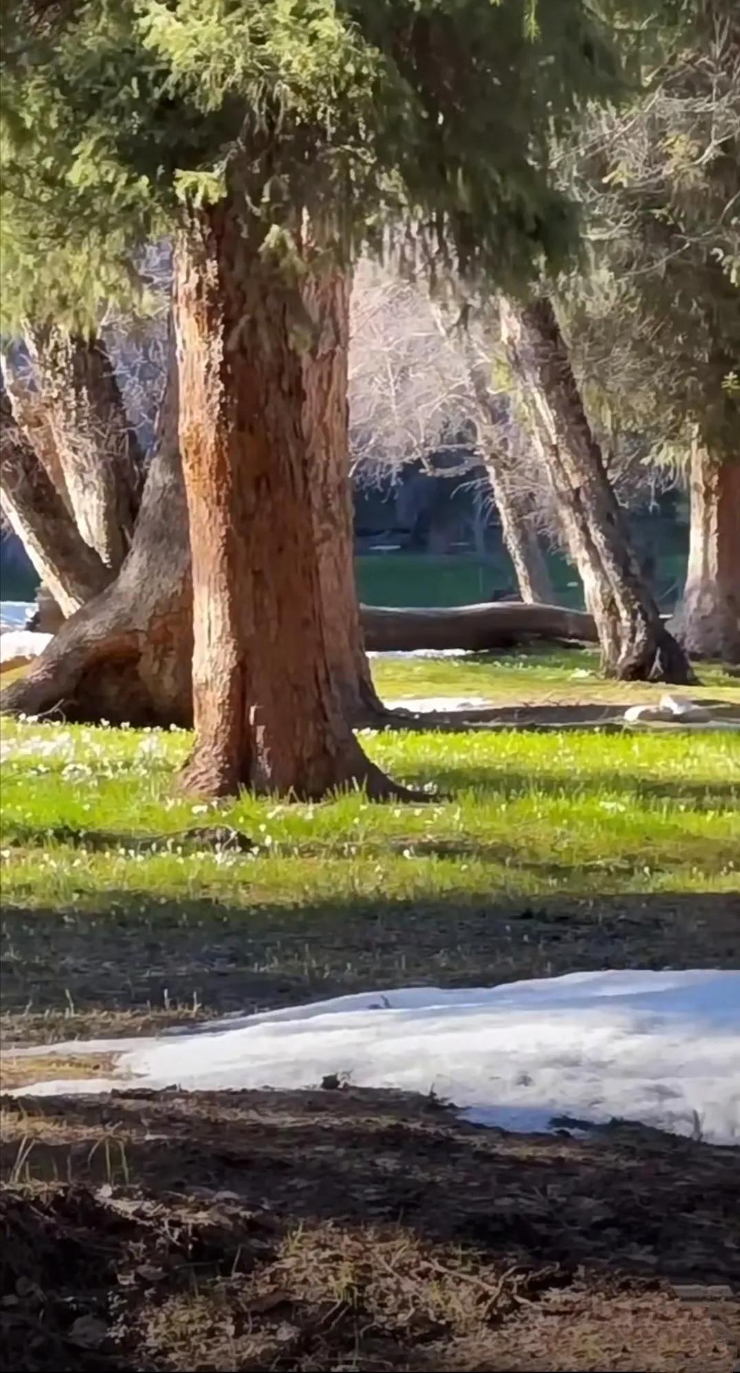 One tree, one beauty - iNEWS