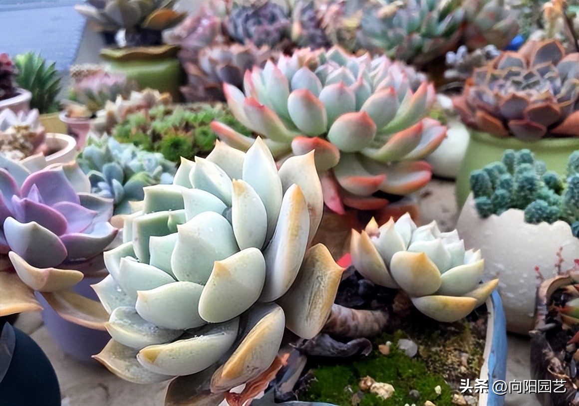 The 3 stages of raising succulents, which stage are you in?Do you still ...