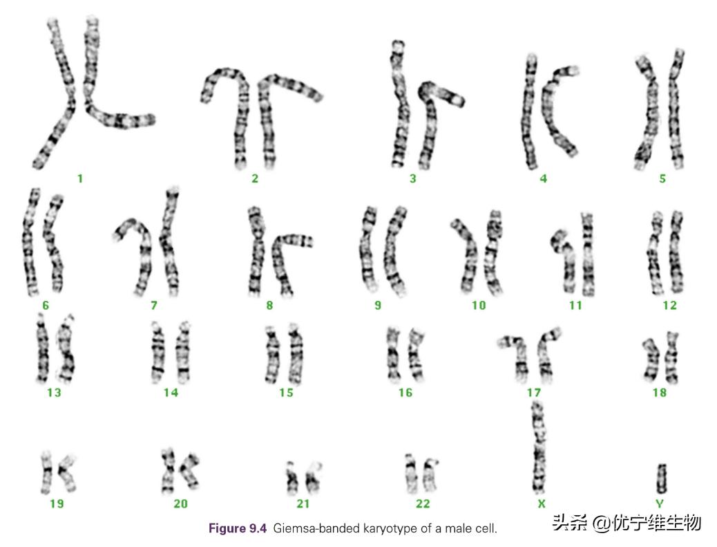 Bionano Whole Genome Optical Mapping (OGM) and Sequencing Join Forces ...