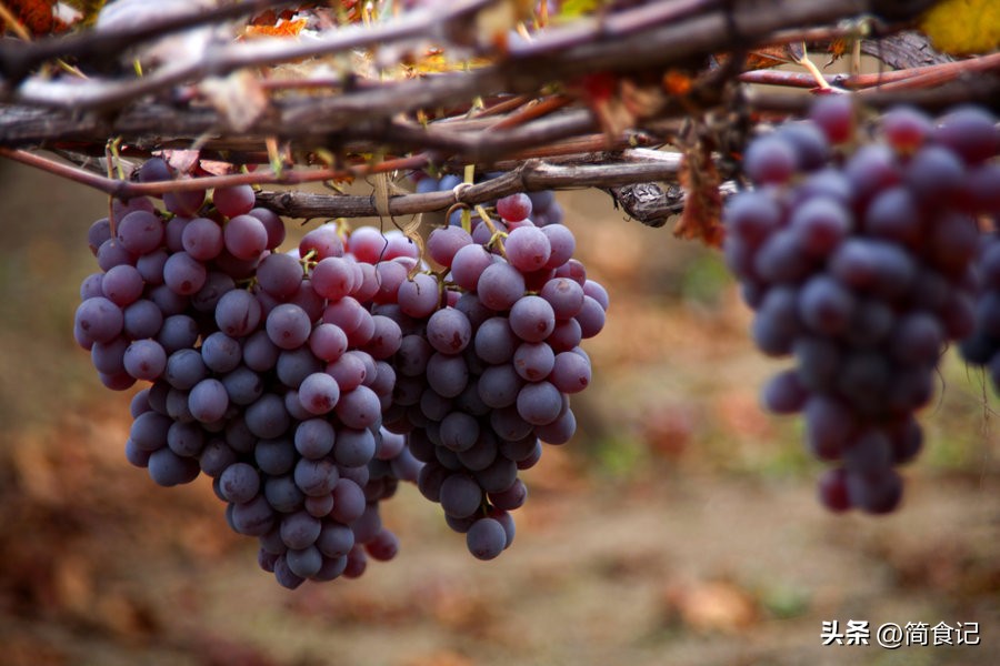 Which grapes are the best in China? After selection, these 6 places are ...