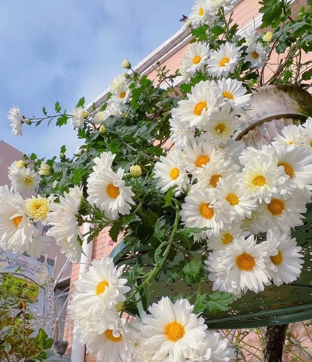 As the saying goes, "Don't give four flowers to others, or they will ...