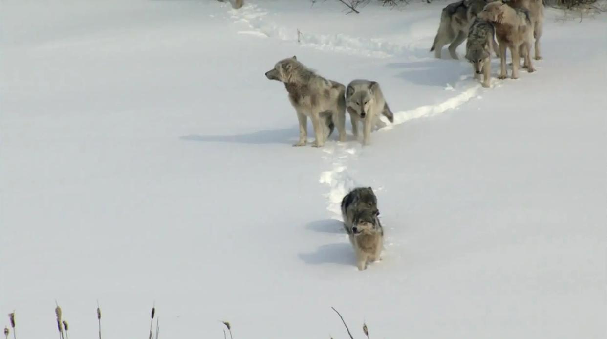 In a wolf family, low-level wolves do not have the right to mate. How ...