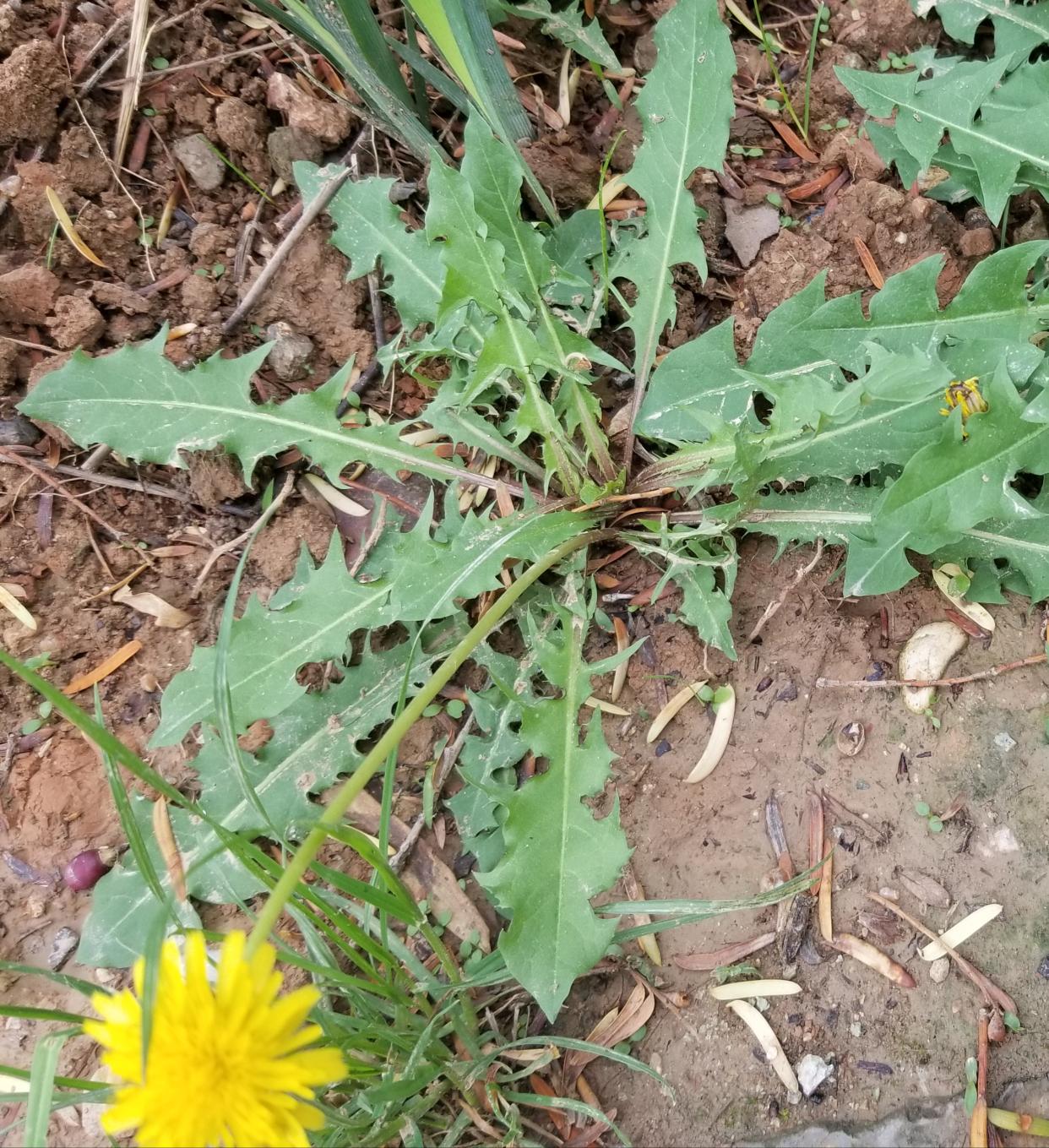 Several plants similar in appearance to dandelions, please identify ...