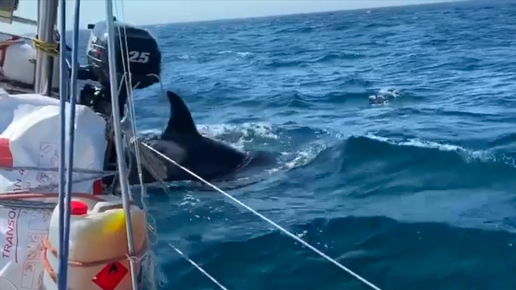 3 killer whales crashed and sank the yacht, why did the killer whales ...