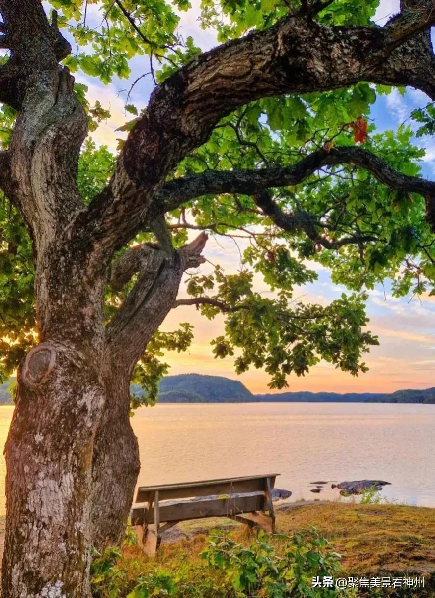 The photographer turns ordinary trees into beautiful landscapes - iNEWS