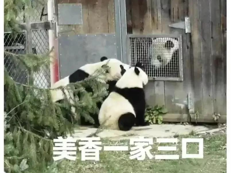 From Yuanyuan to Aibao: How does a panda mother breastfeed her baby ...