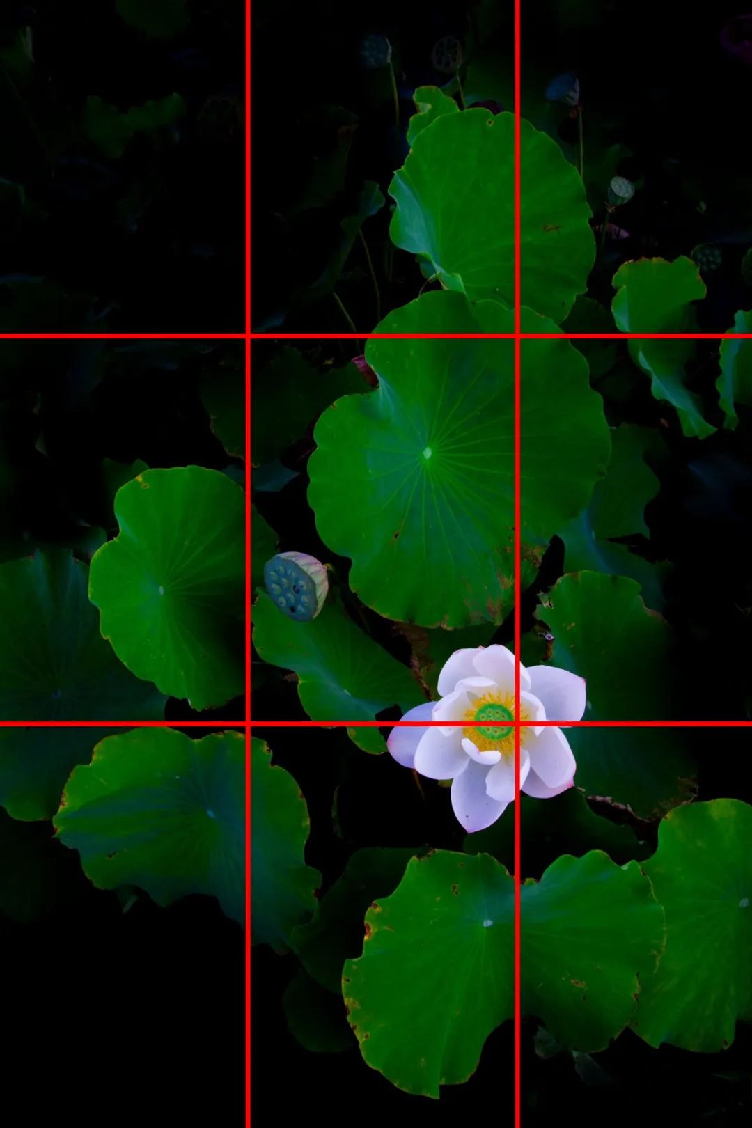 Three Commonly Used Composition Techniques for Shooting Lotus Flowers ...