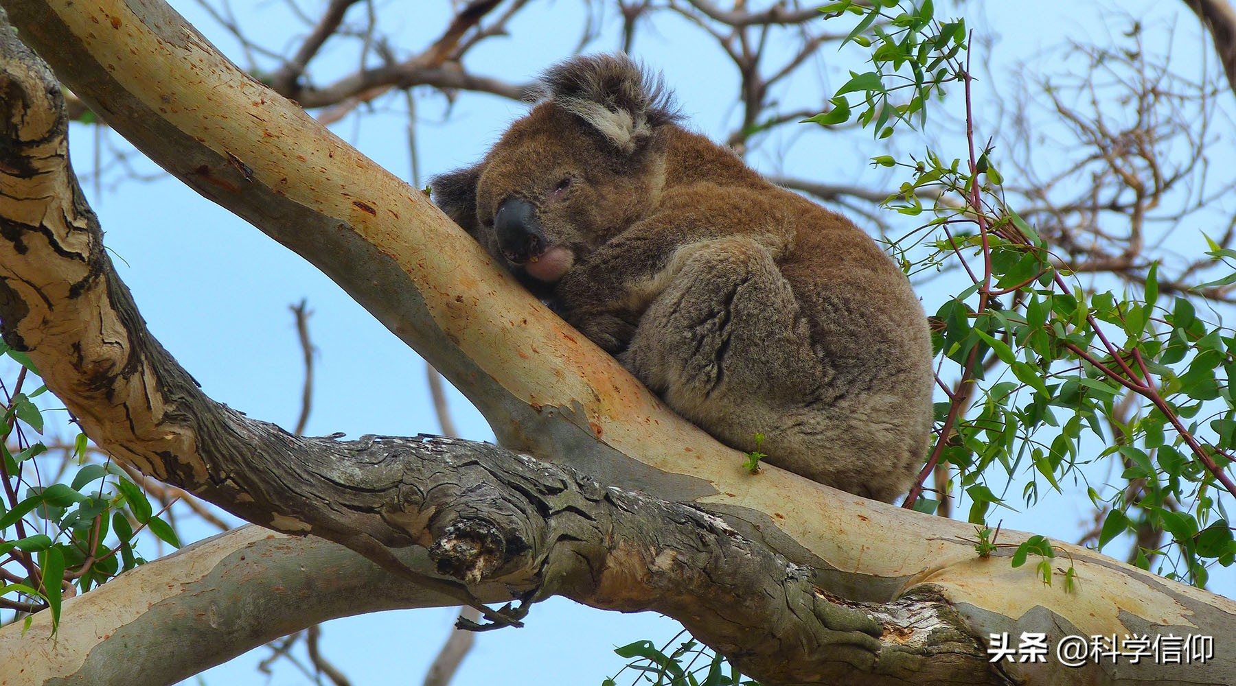Attack and defense speed, nothing works, how did the koala survive? - iNEWS