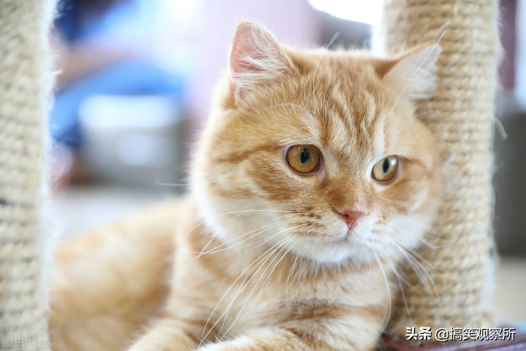 Why do cats have vertical pupils? - iNEWS