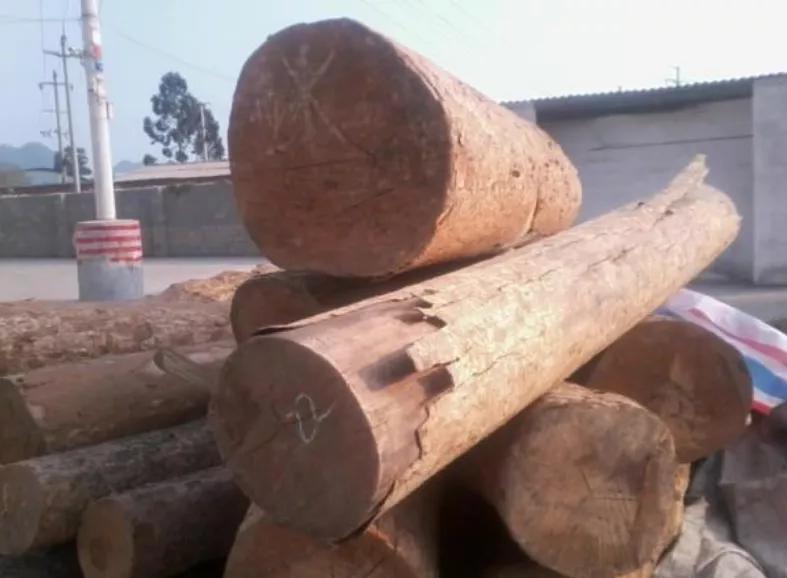 Golden nanmu is so precious, why are few people planting it? - iNEWS