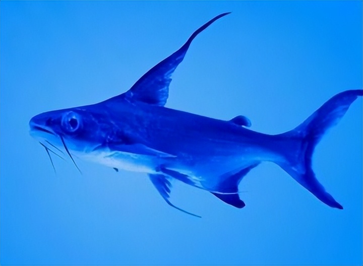 'Genghis Khan fish' spotted in the Mekong, tail and body change color ...