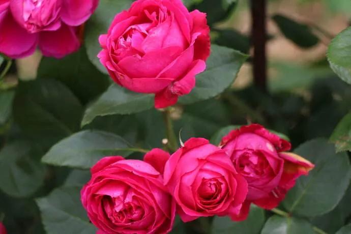 Bright and eye-catching red Lonza gemstone rose - iNEWS