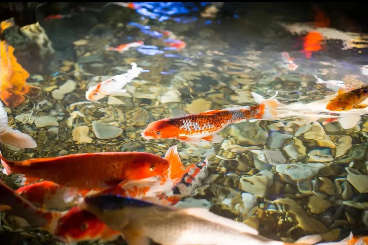 How to raise water first when raising fish? Teach you a few tricks to ...