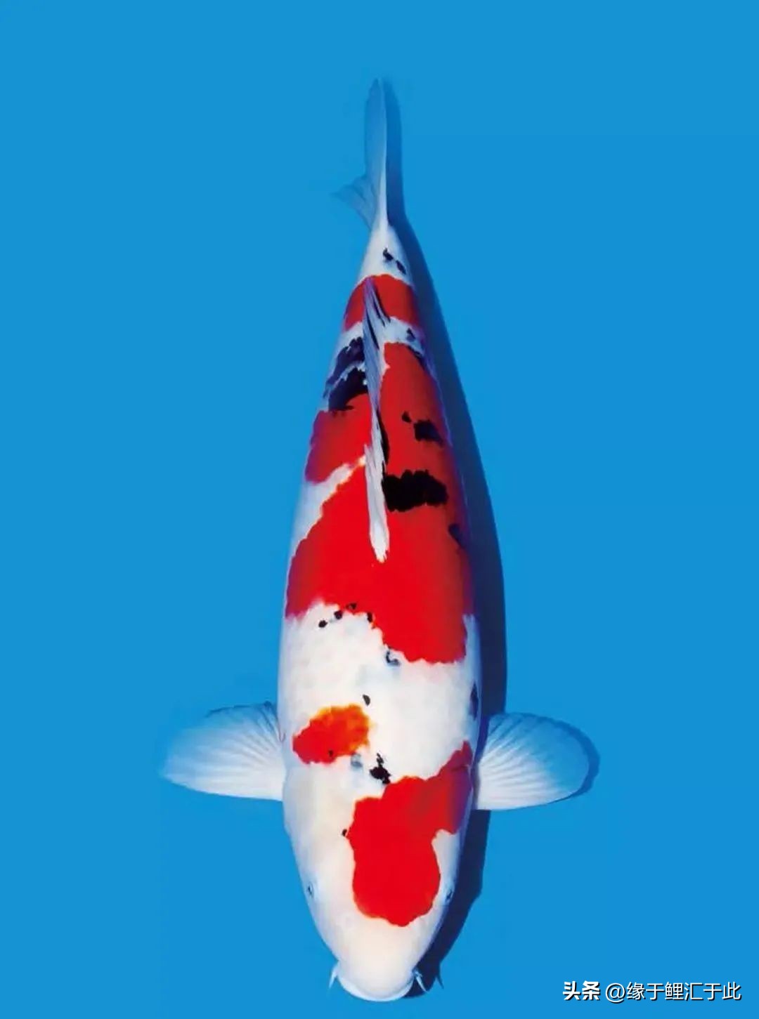 How to add color to koi? - iNEWS