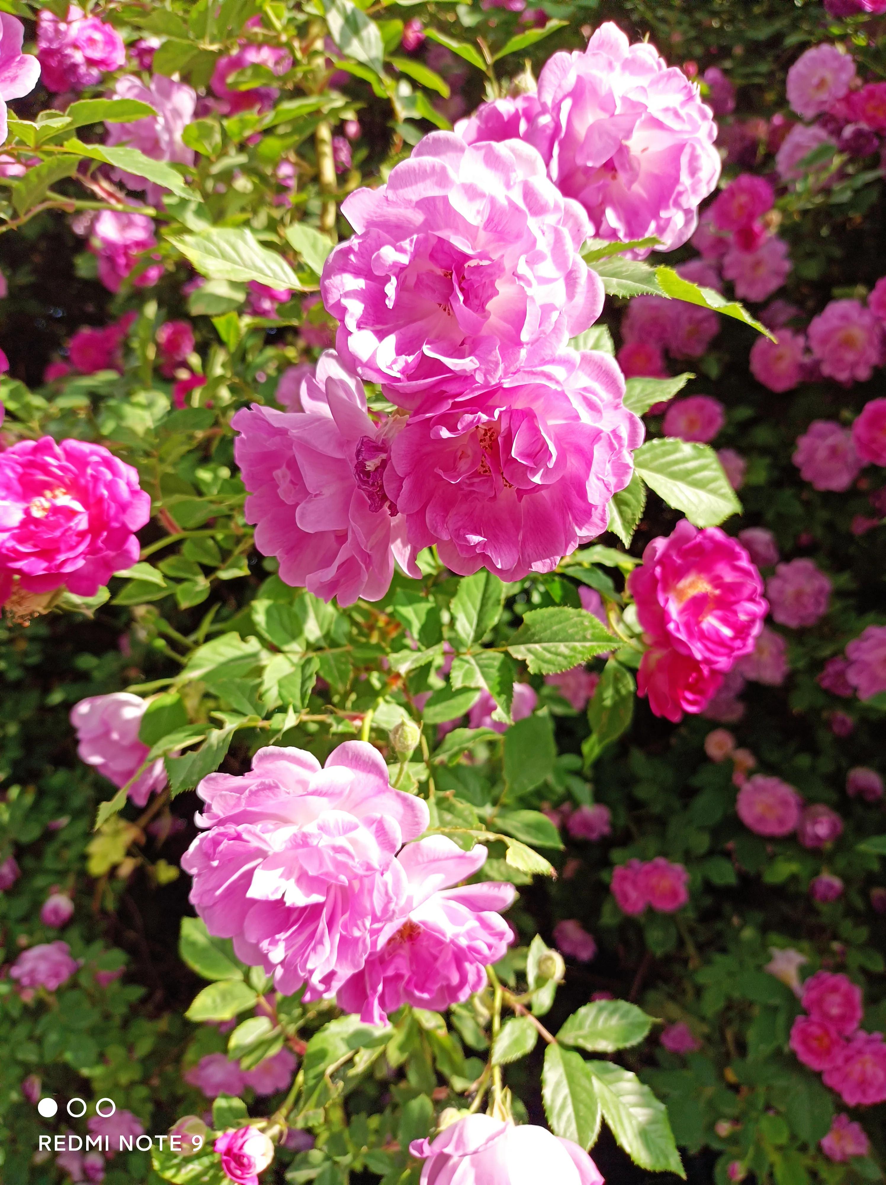 Poetry: Rose - iMedia