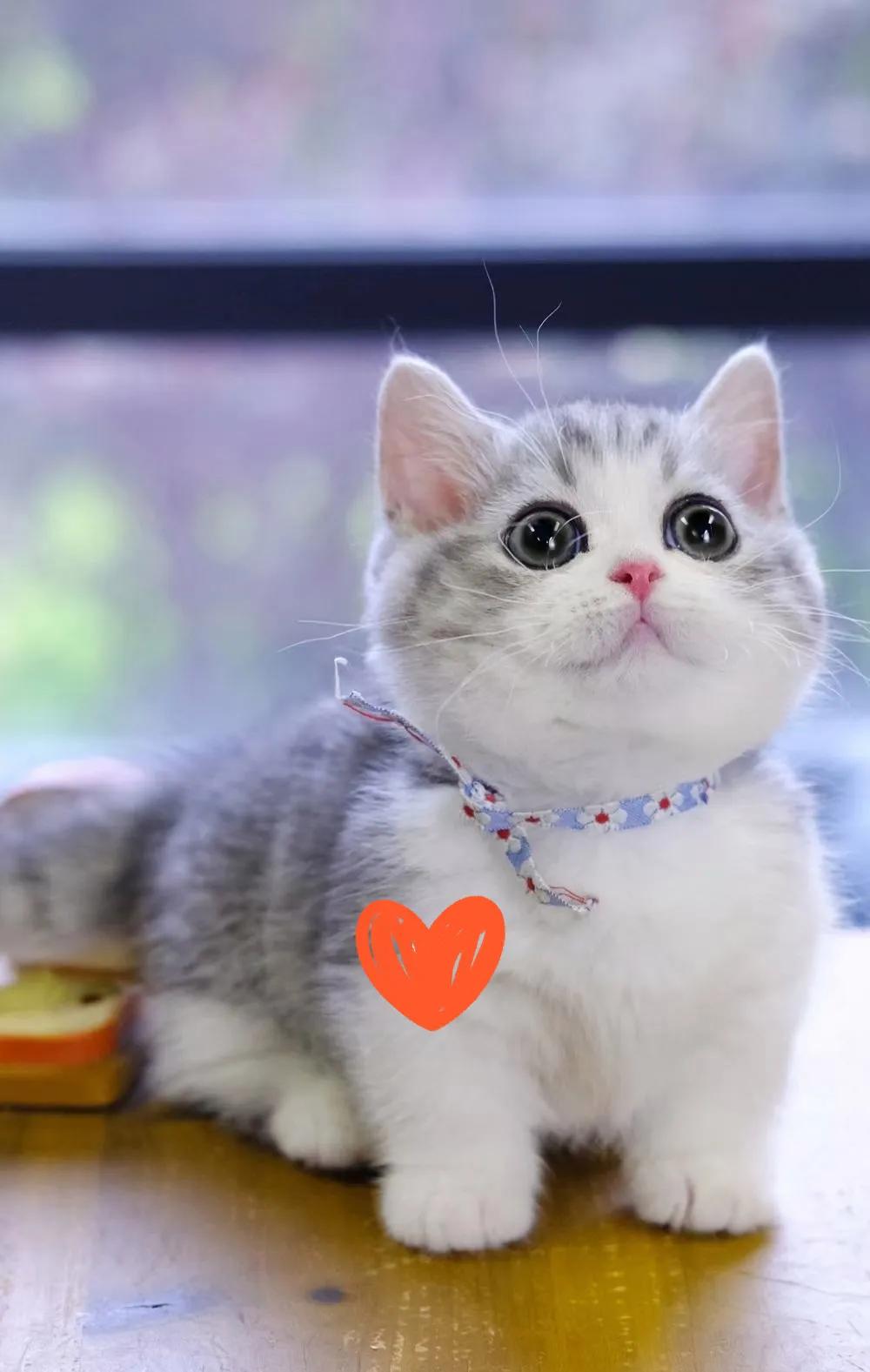 Does anyone want a dwarf cat?good temper? - iNEWS