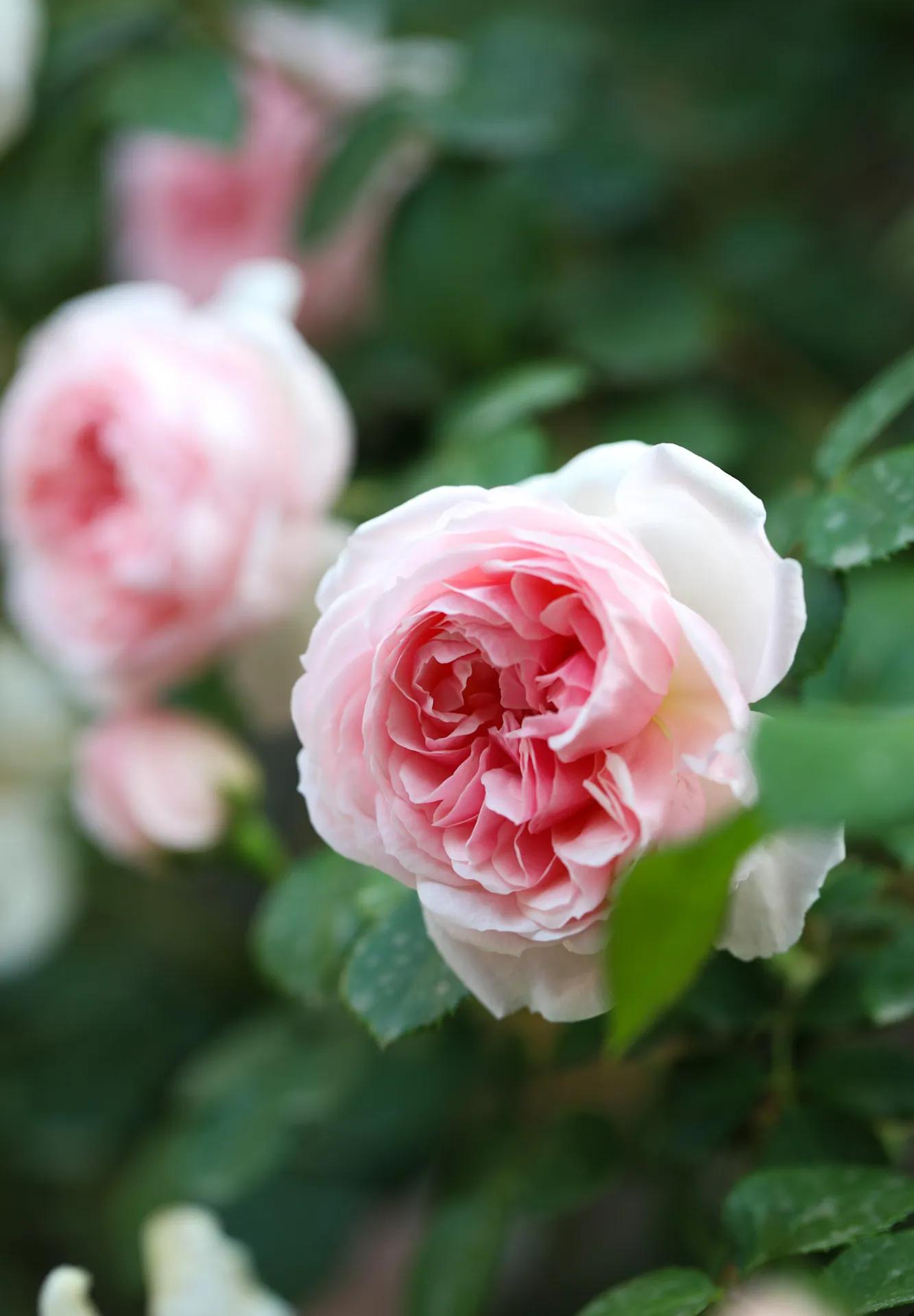 Sharing rose species - Nahoma rose - iNEWS