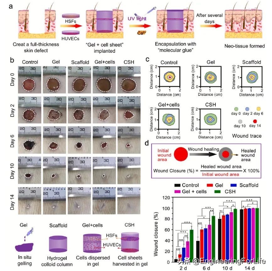 Zhejiang University team "Bioact. Mater.": "One-step" synthetic ...