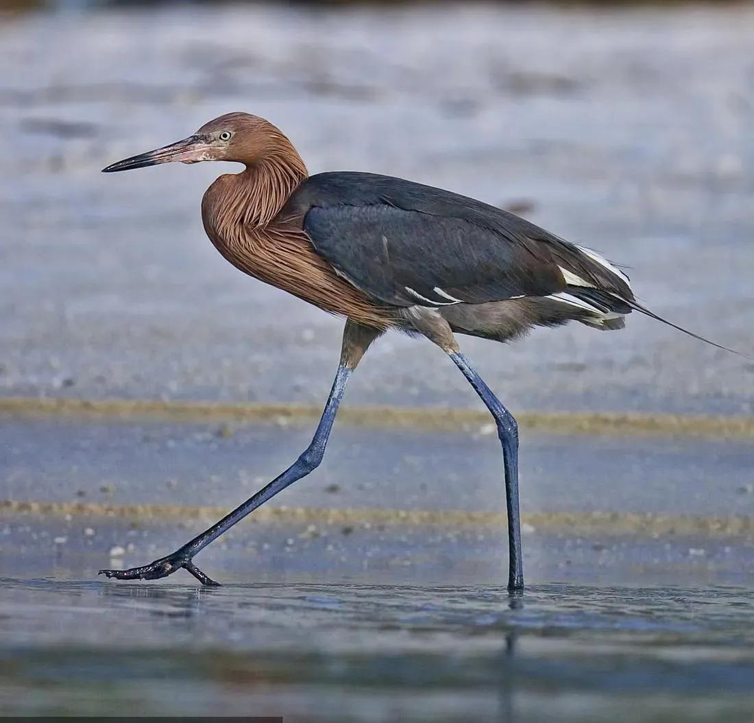 Natural Beauty: Rufous-necked Heron - iMedia
