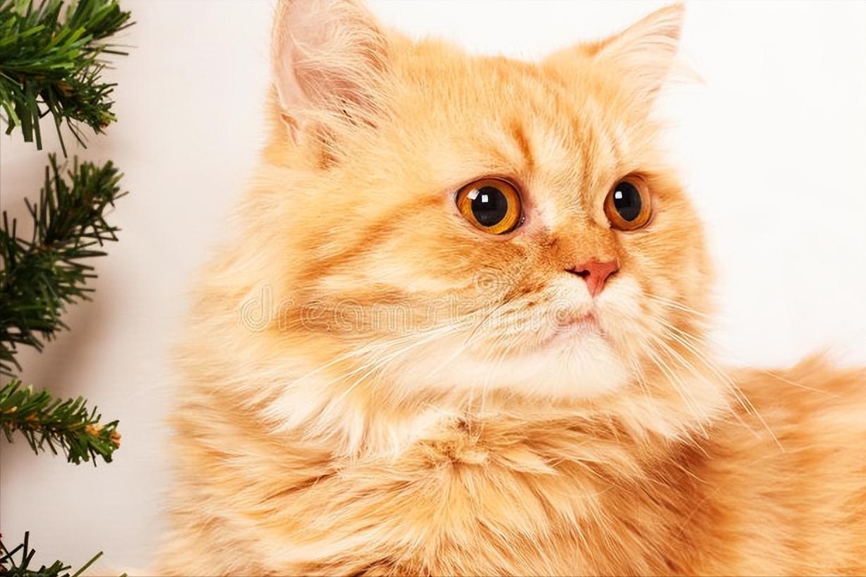 What causes Persian cat poop to smell? - iNEWS
