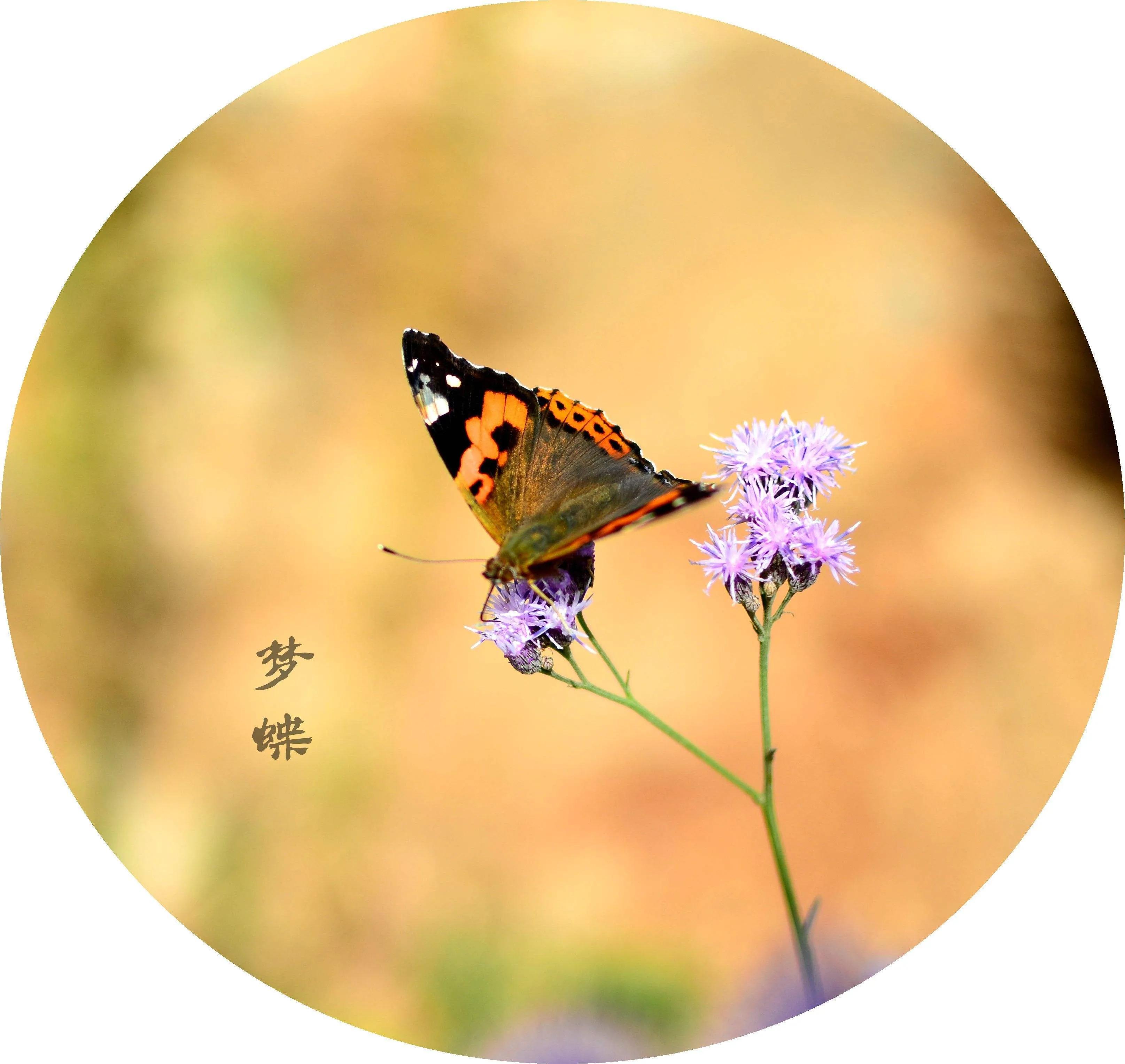 Between Dreams and Reality: One of Zhuang Zhou's Dream Butterflies - iNEWS