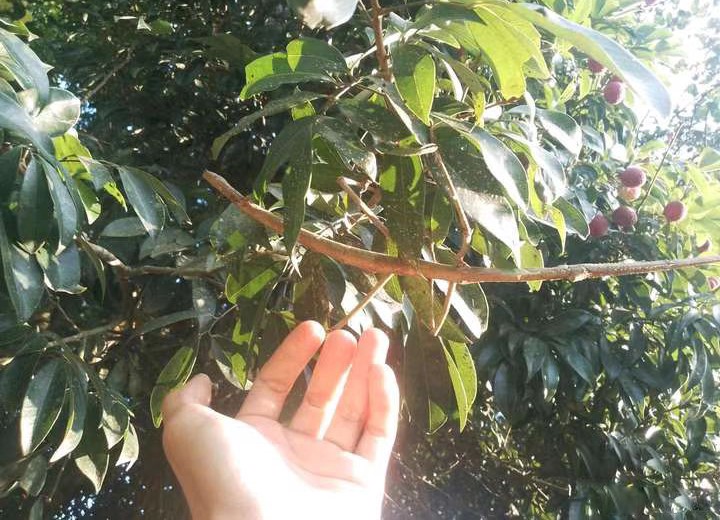 Netizens photographed a strange creature with a slender body, head and ...