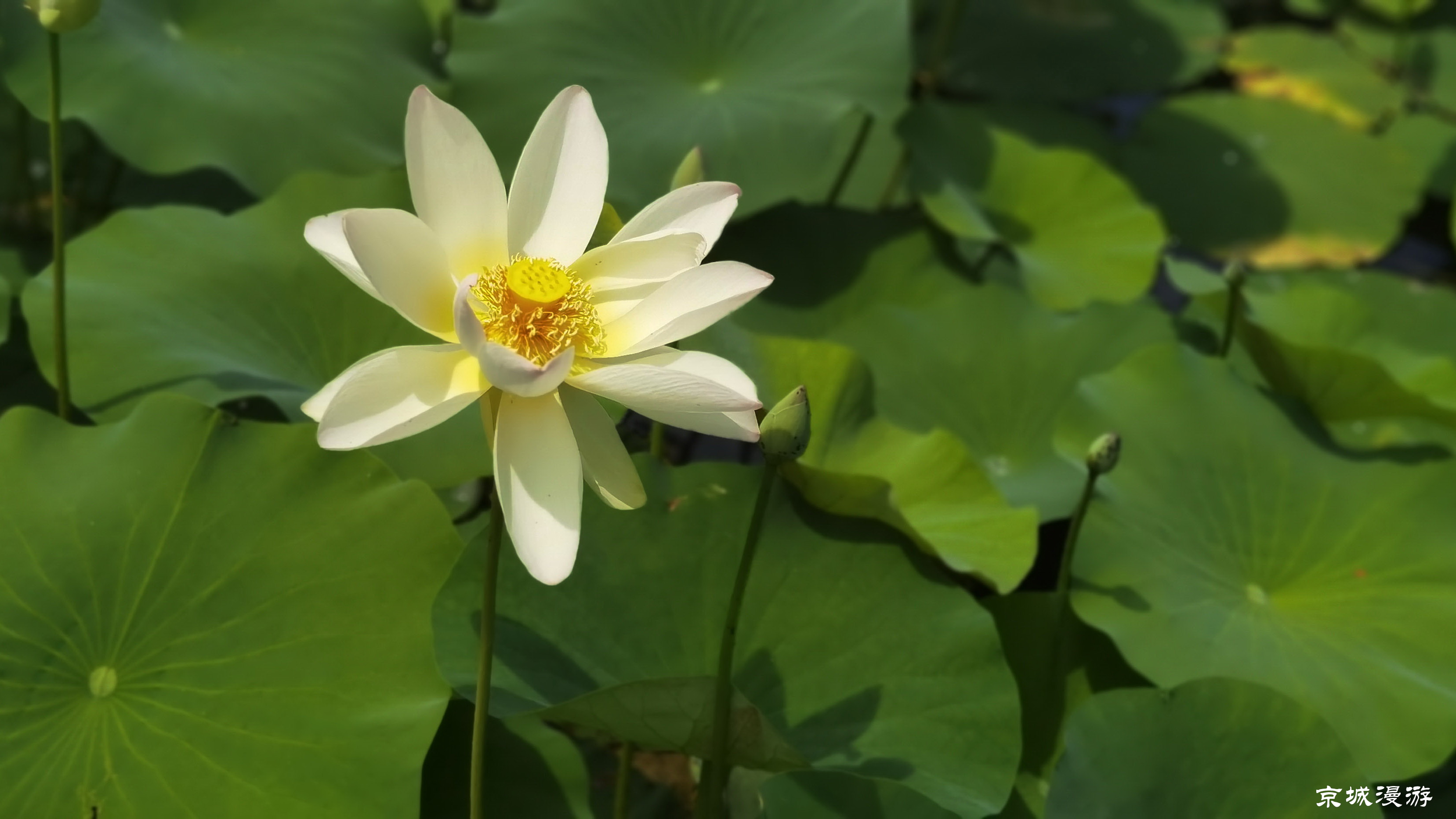 cloud shadow sky light green lotus - iMedia