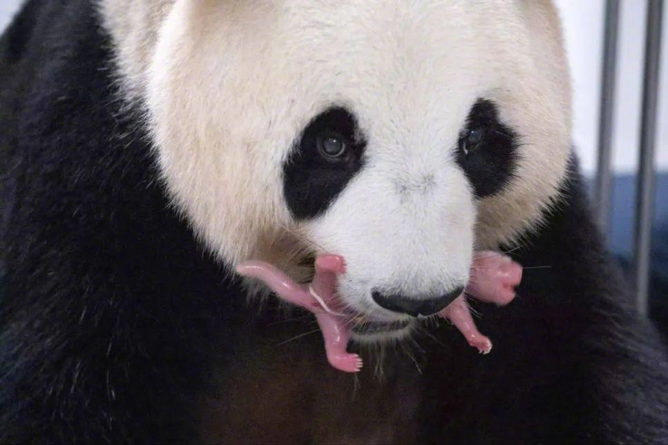 Thanks for your hard work! Aibao gave birth to twins, and Fubao became ...