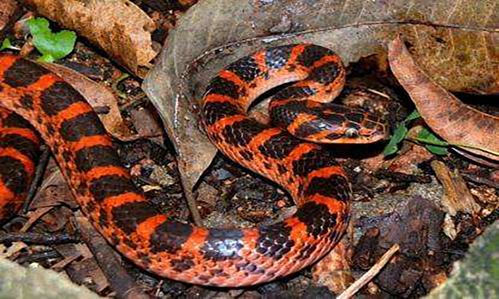 Are more colorful snakes more dangerous?Can color be used as a ...