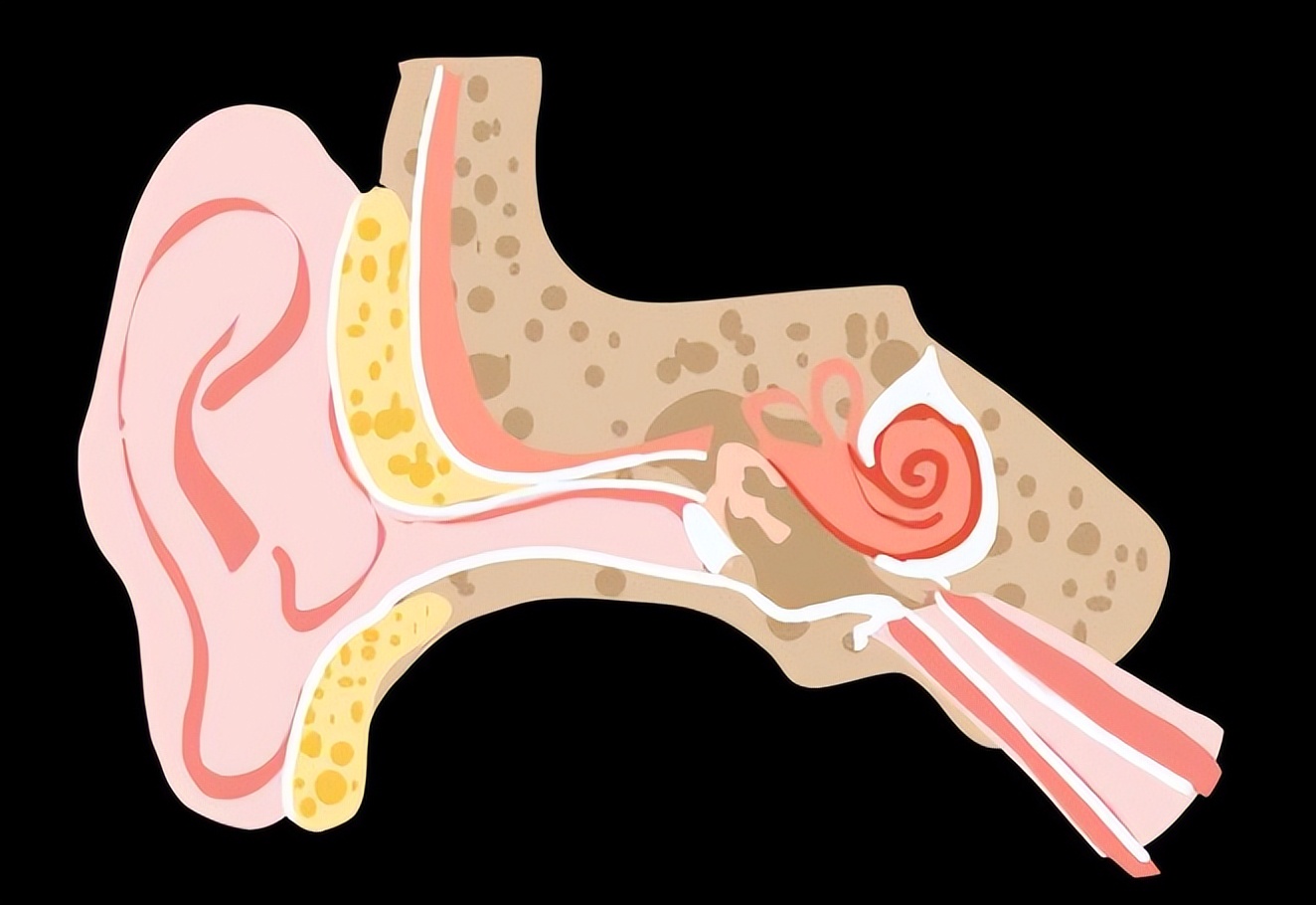 Is there any scientific basis for "poor man's ear" and "rich man's ear ...