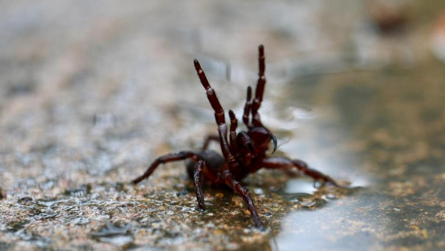 Sydney's venomous spiders are infested, and authorities issue a warning ...