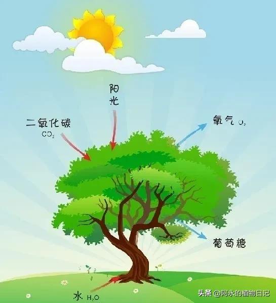 Why is it said that the natural world cannot be separated from plants ...