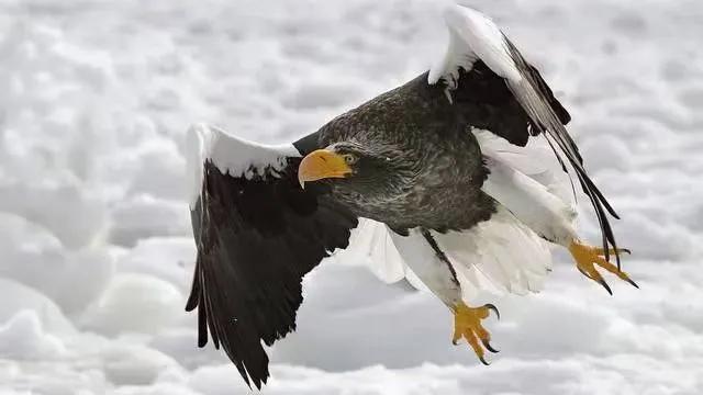 "Drip Tiansui Poems" Original 043. Seven Laws / Winging Eagles in Late ...