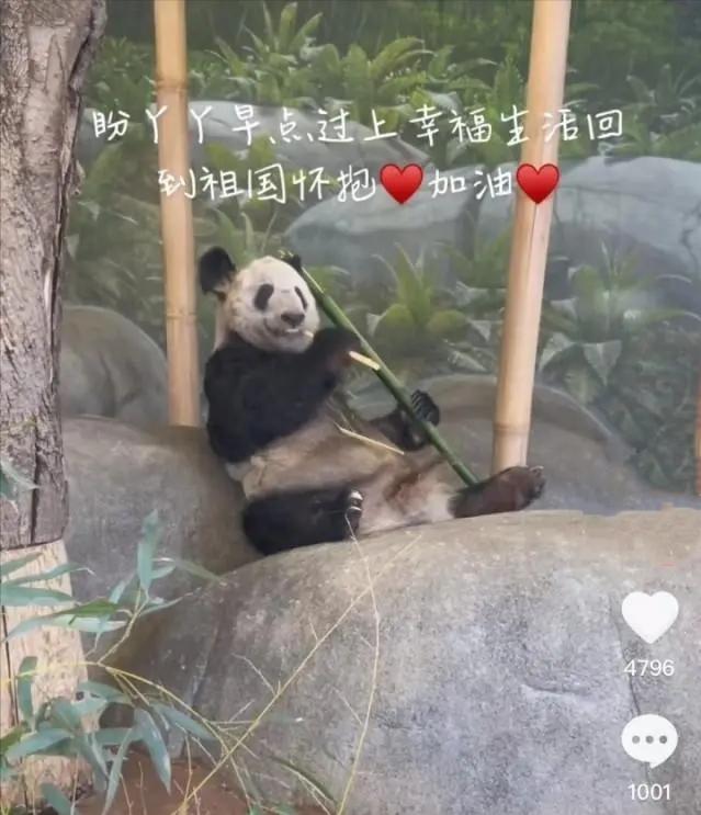 Rent a panda to earn an aircraft carrier? Giant pandas are so "burning ...
