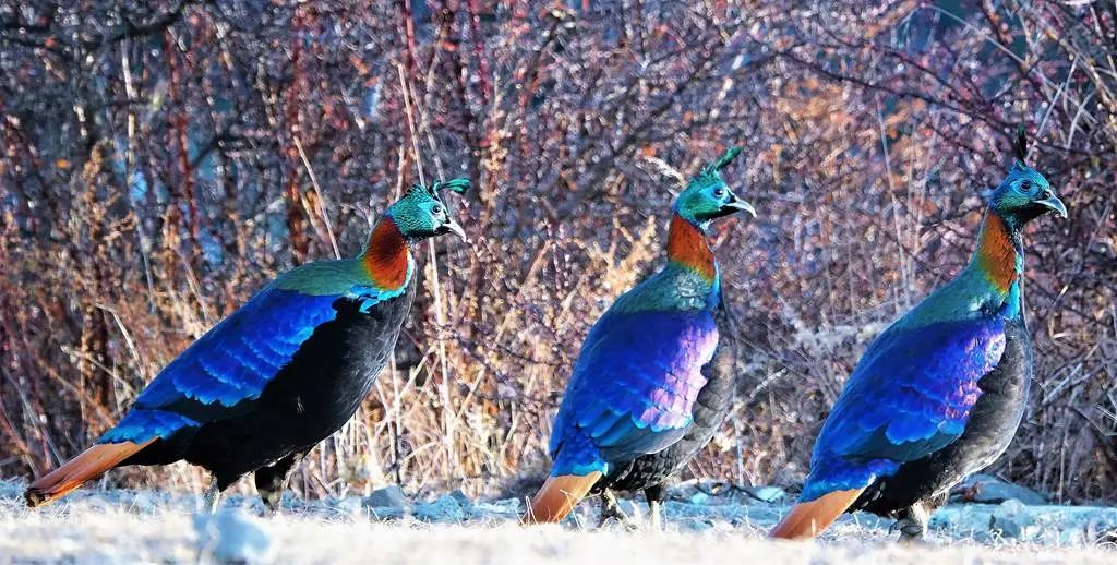 Bird photography group of brown-tailed rainbow chick, blood pheasant ...